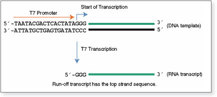 HiScribe® T7 High Yield RNA Synthesis Kit | NEB