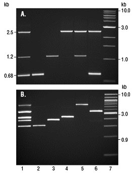 Multiplex PCR 5X Master Mix | NEB