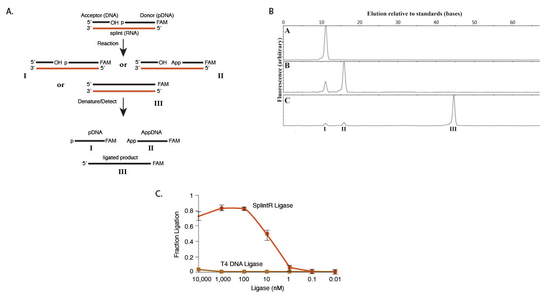 SplintR® Ligase | NEB
