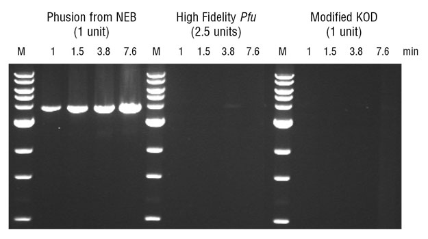 PCR Master Mix with GC Buffer | NEB | NEB