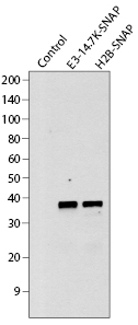 Anti-SNAP-tag® Antibody (Polyclonal) | NEB