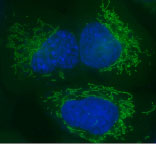 SNAP-Cell® Oregon Green® | NEB