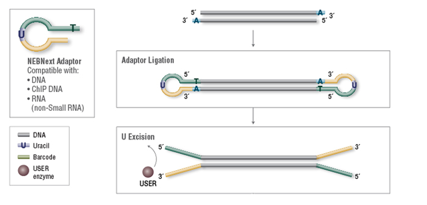 NEBNext® Ultra™ II for DNA Library Prep | NEB