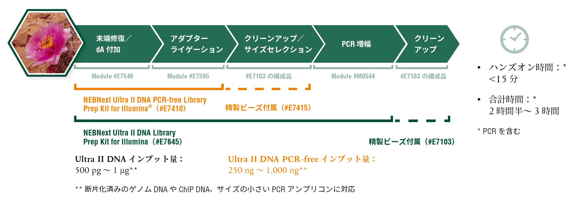 NEBNext® Ultra™ II for DNA Library Prep | NEB
