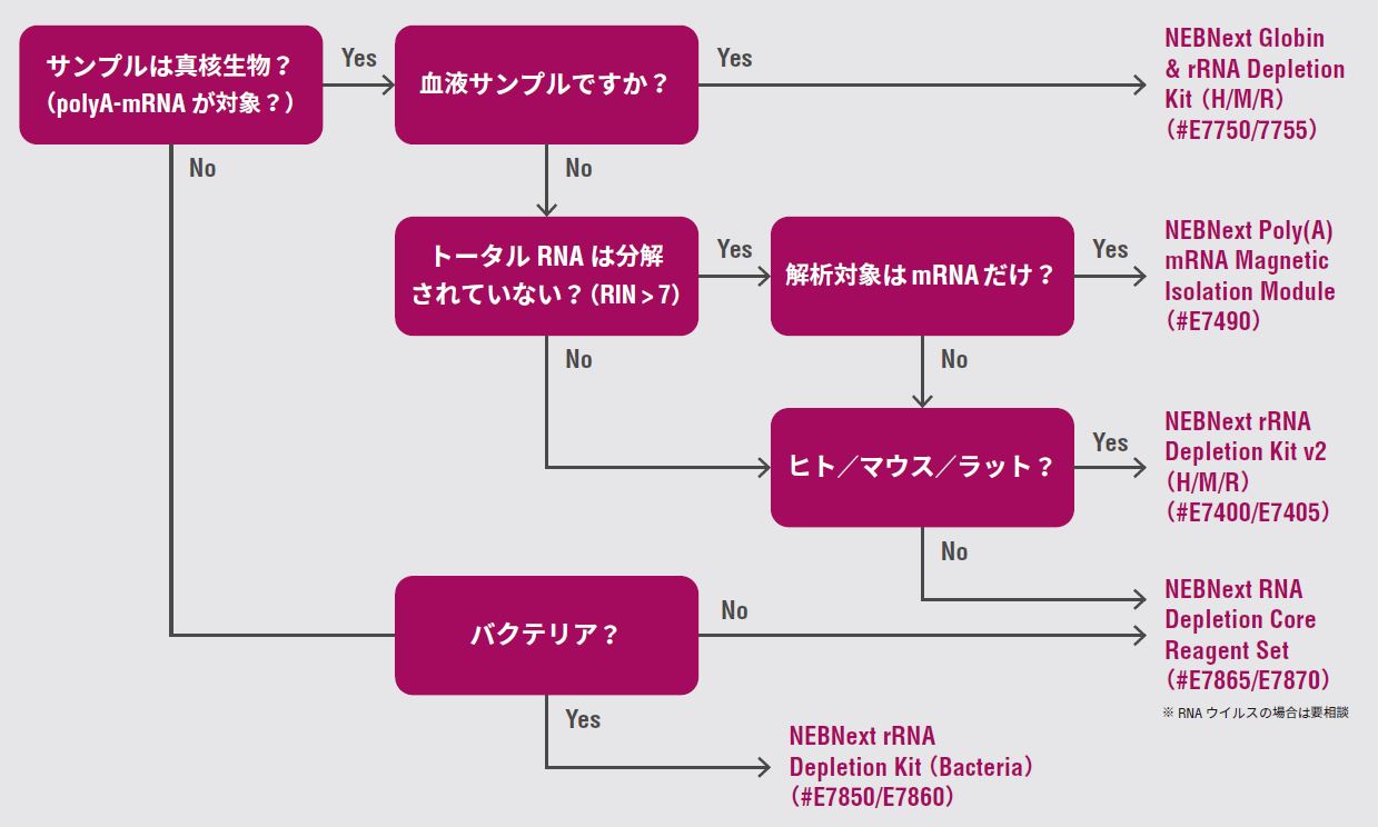 NEBNext RNA ライブラリー調製キット | NEB