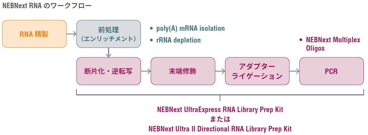 NEBNext RNA ライブラリー調製キット | NEB