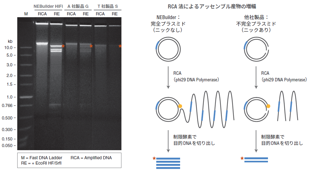 NEBuilder® HiFi DNA Assembly | NEB