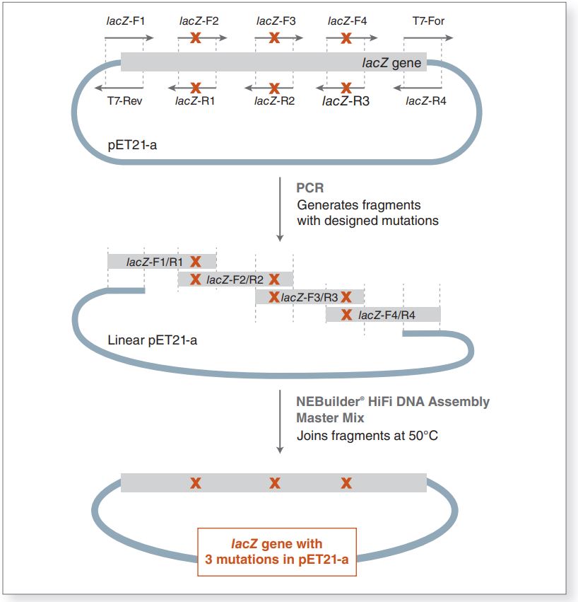 NEBuilder® HiFi DNA Assembly | NEB