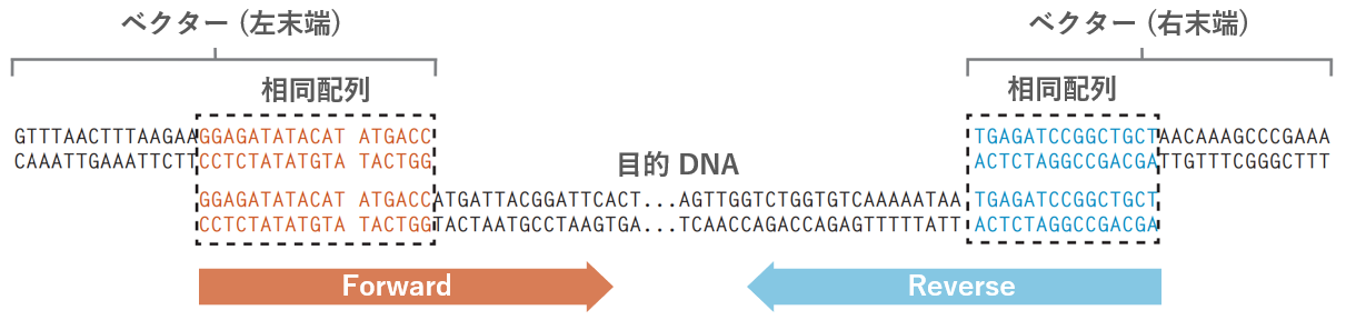 NEBuilder® HiFi DNA Assembly | NEB