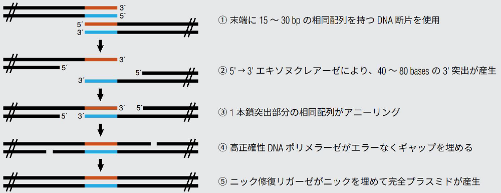 NEBuilder® HiFi DNA Assembly | NEB