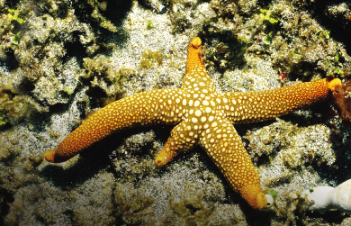 サンプル＆キャンペーン | NEB