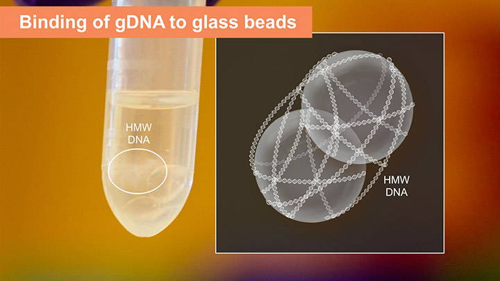 Monarch® HMW DNA Extraction Kit for Cells & Blood | NEB