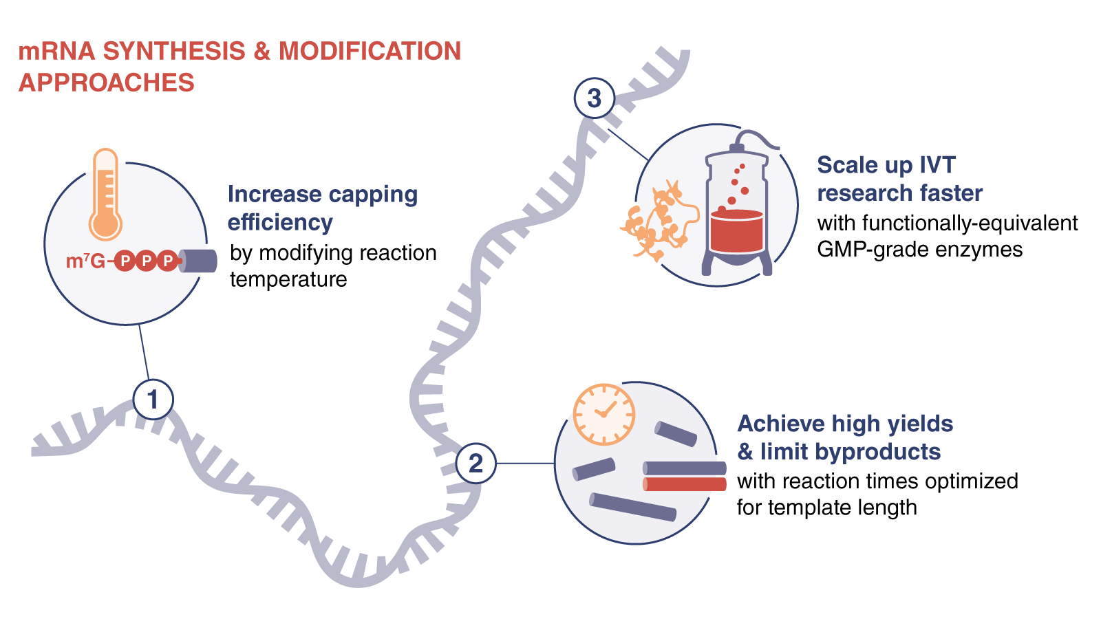 Navigating mRNA IVT | NEB
