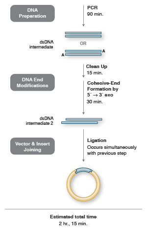 Seamless Cloning | NEB