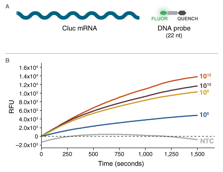 Duplex DNase | NEB