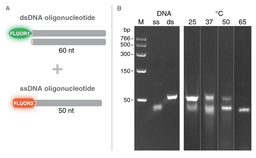 Duplex DNase | NEB