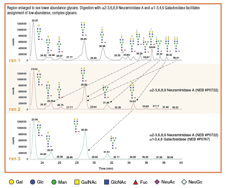 N-Glycan Sequencing Kit | NEB