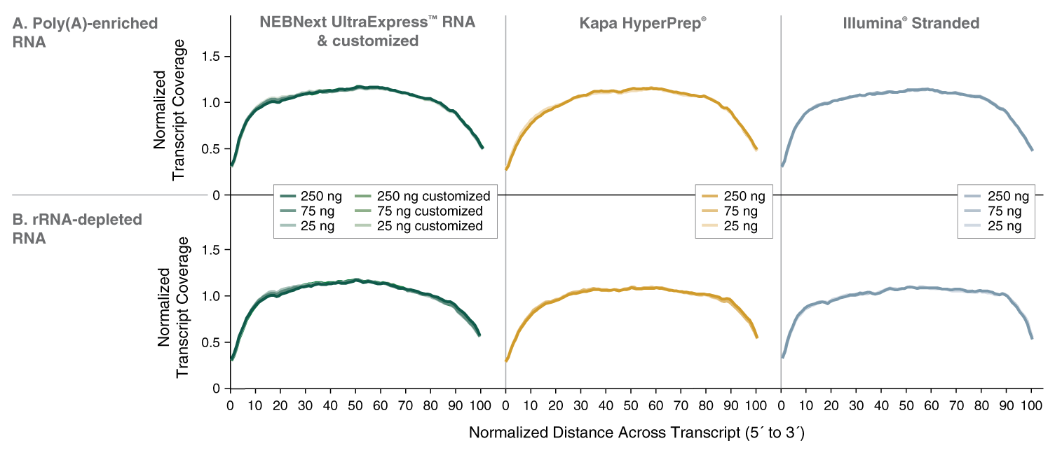 NEBNext UltraExpress™ RNA Library Prep Kit | NEB