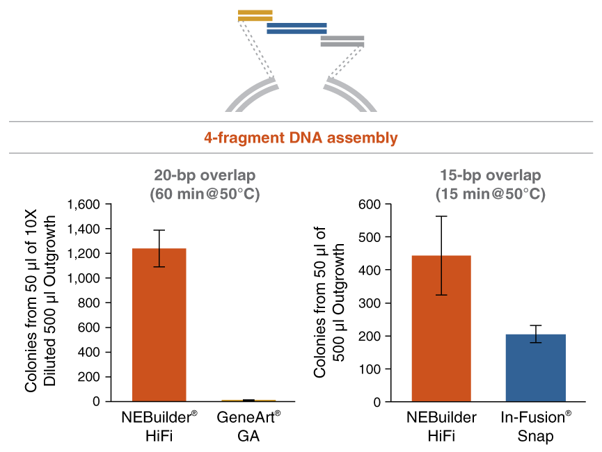 NEBuilder HiFi DNA Assembly Bundle for Large Fragments | NEB