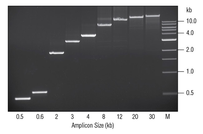 LongAmp® DNA Polymerases | NEB
