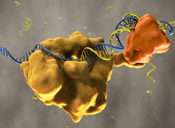 Phusionテクノロジー | NEB