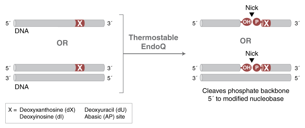 Thermostable Endonuclease Q | NEB