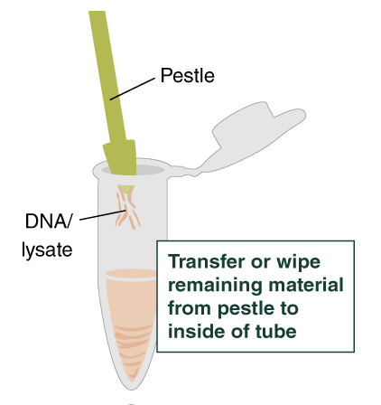 Protocol for High Molecular Weight DNA (HMW DNA) Extraction from Tissue ...