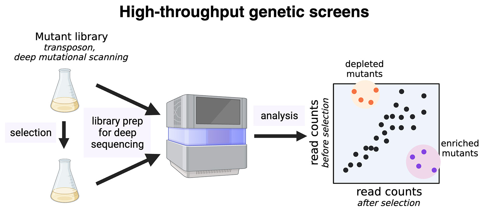 Molecular drivers of genetic adaptation in microbes | NEB