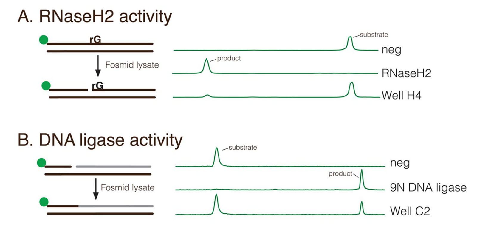 Functional Metagenomics Screening For Enzyme Discovery Neb