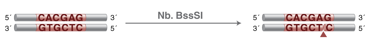 Enzymes for Innovation (EFI) | NEB