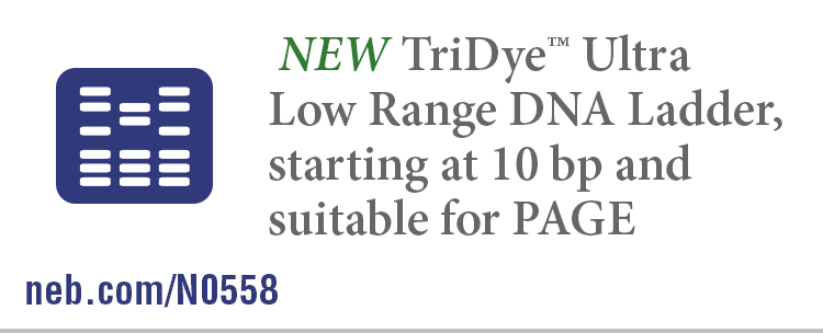 Low Molecular Weight DNA Ladder | NEB