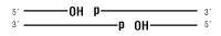 T4 DNA Ligase | NEB