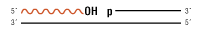 Quick Ligation™ Kit | NEB