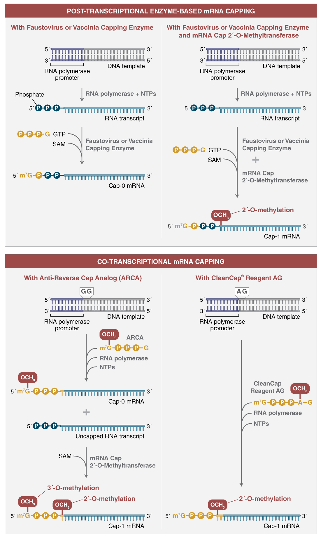 Minding your caps and Poly A tails – Strategies for synthesizing in ...