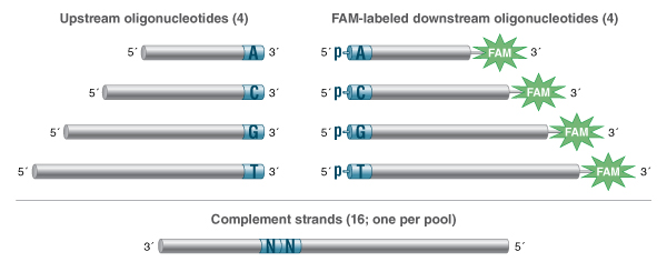 Substrate specificity and mismatch discrimination in DNA ligases | NEB