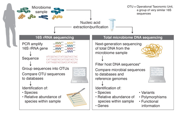 Addressing Challenges in Microbiome DNA Analysis | NEB