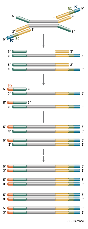 The Quantitation Question: How does accurate library quantitation ...