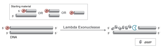 Activities of Exonucleases and Non-specific Endonucleases | NEB