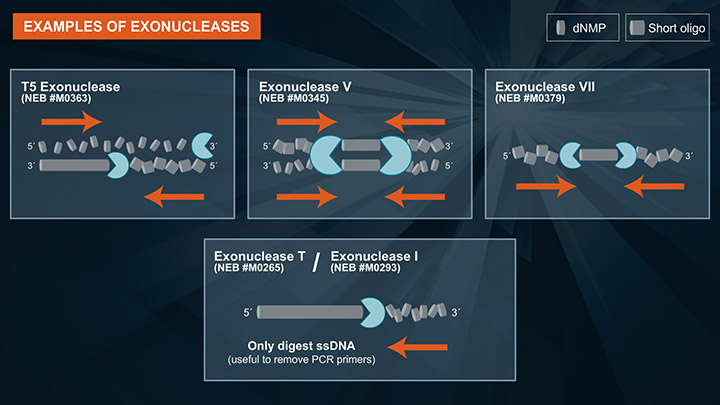 Exonuclease III (E. coli) | NEB