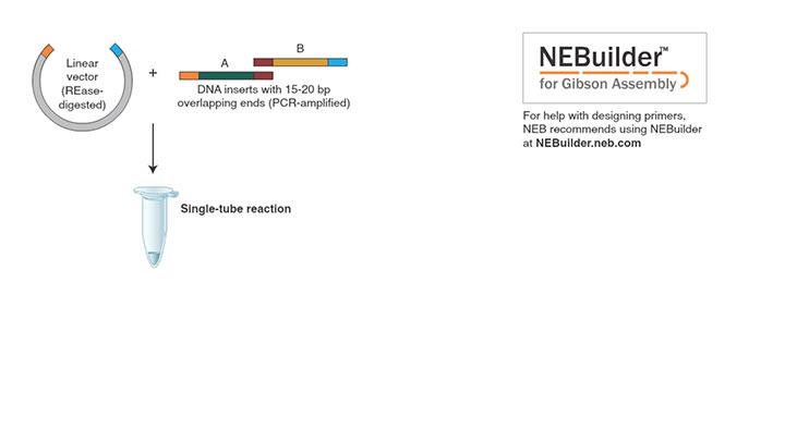 Gibson Assembly® Master Mix | NEB