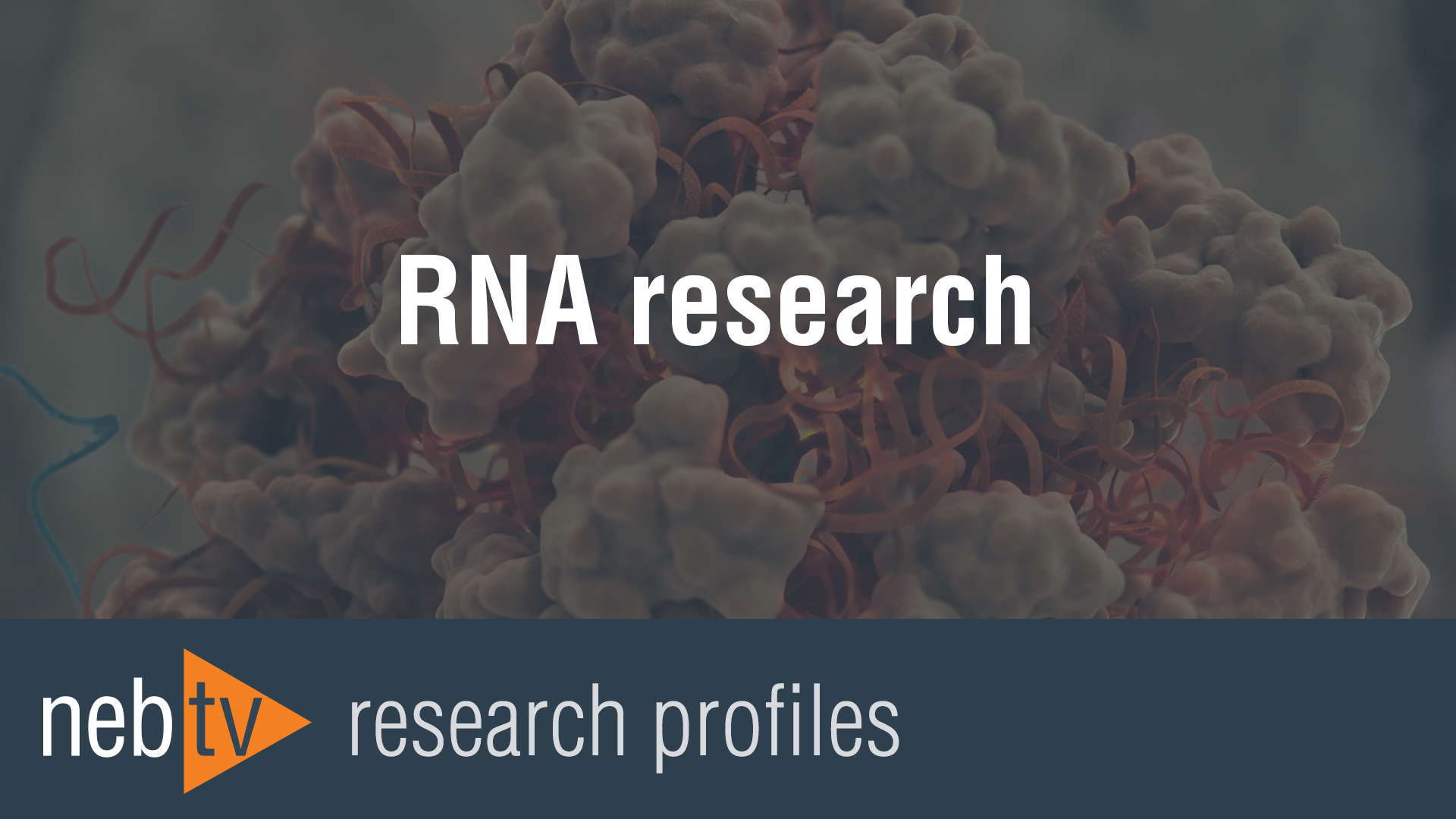 Jennifer Ong, Nucleic Acid Replication Research at NEB | NEB