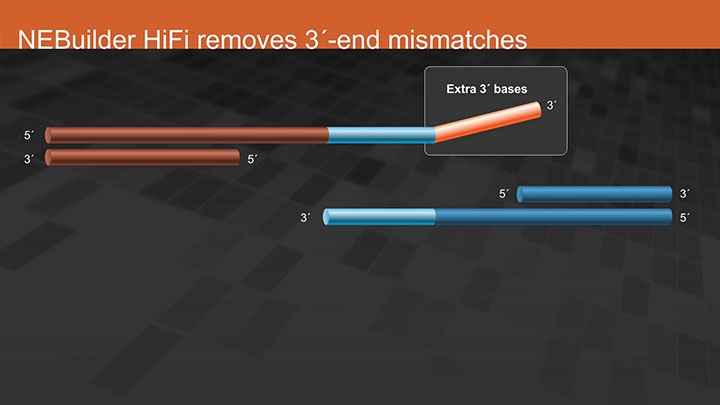 NEBuilder® HiFi DNA Assembly Cloning Kit | NEB