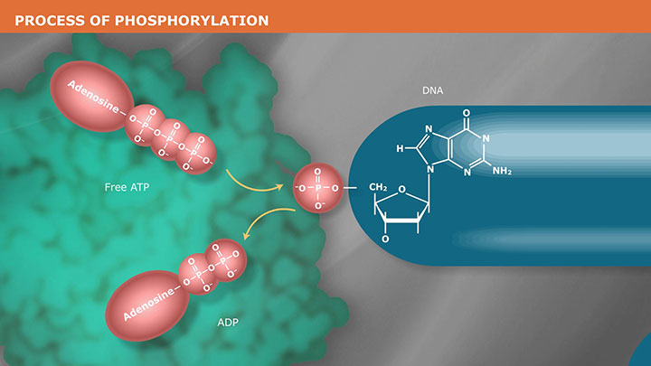 T4 Polynucleotide Kinase | NEB