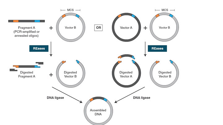 Quick Ligation™ Kit | NEB