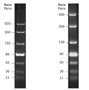 dsRNA Ladder | NEB