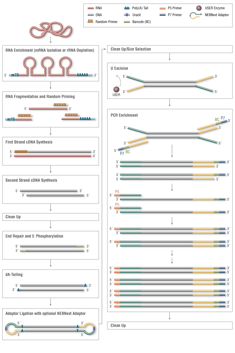 Nebnext® Ultra™ Rna 非链特异性文库制备试剂盒 Neb