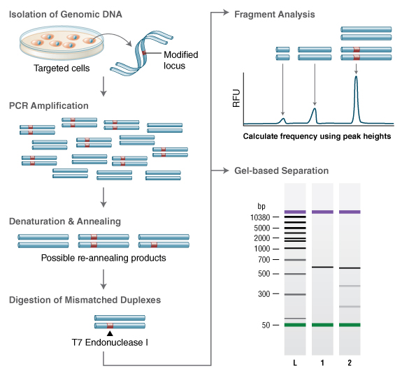 Measuring Targeting Efficiency with the EnGen Mutation Detection Kit | NEB