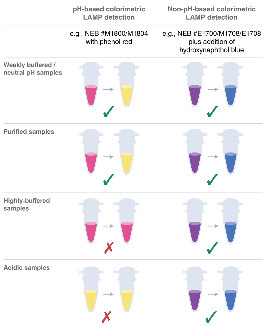What are the advantages of using standard LAMP (NEB #E1700, M1708 ...