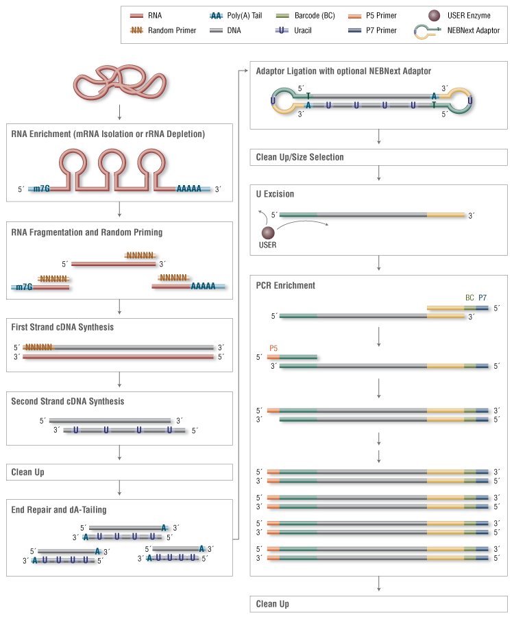 NEBNext® Ultra™ Directional RNA Library Prep Kit for Illumina® | NEB