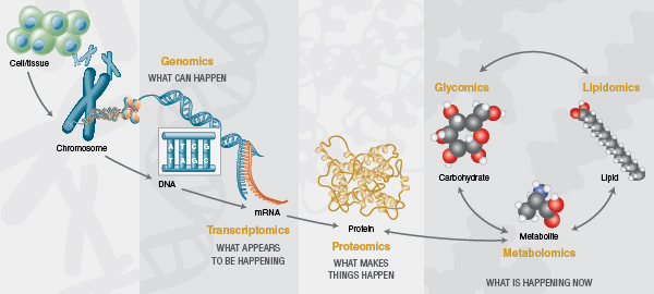 Glycomics: A rapidly evolving field with a sweet future | NEB
